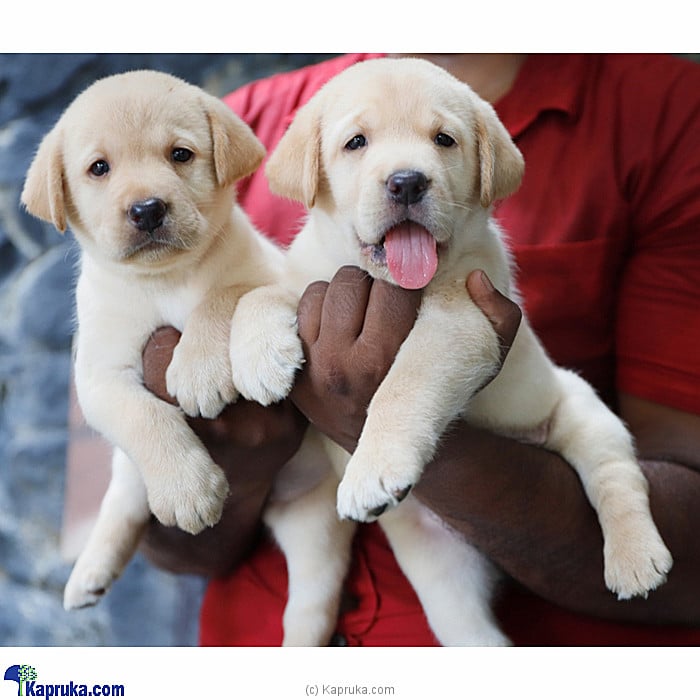 Online The Randy- Real Puppy - Labrad Online Price in Sri Lanka | At ...